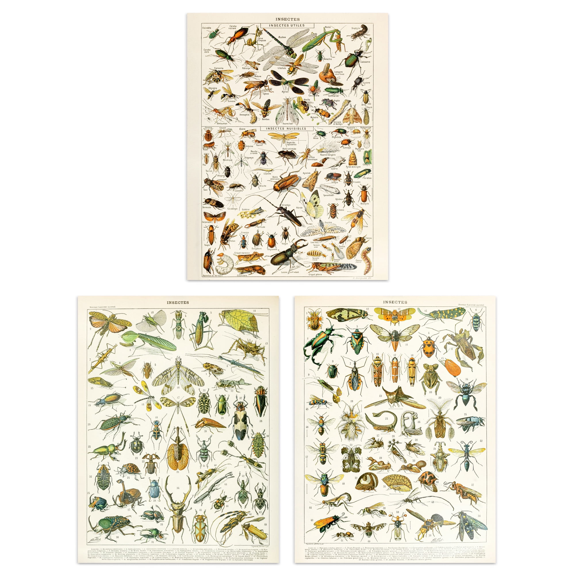 Insects Bugs And Beetles Retro Vintage Millot Set Of 3 Unframed Wall ...