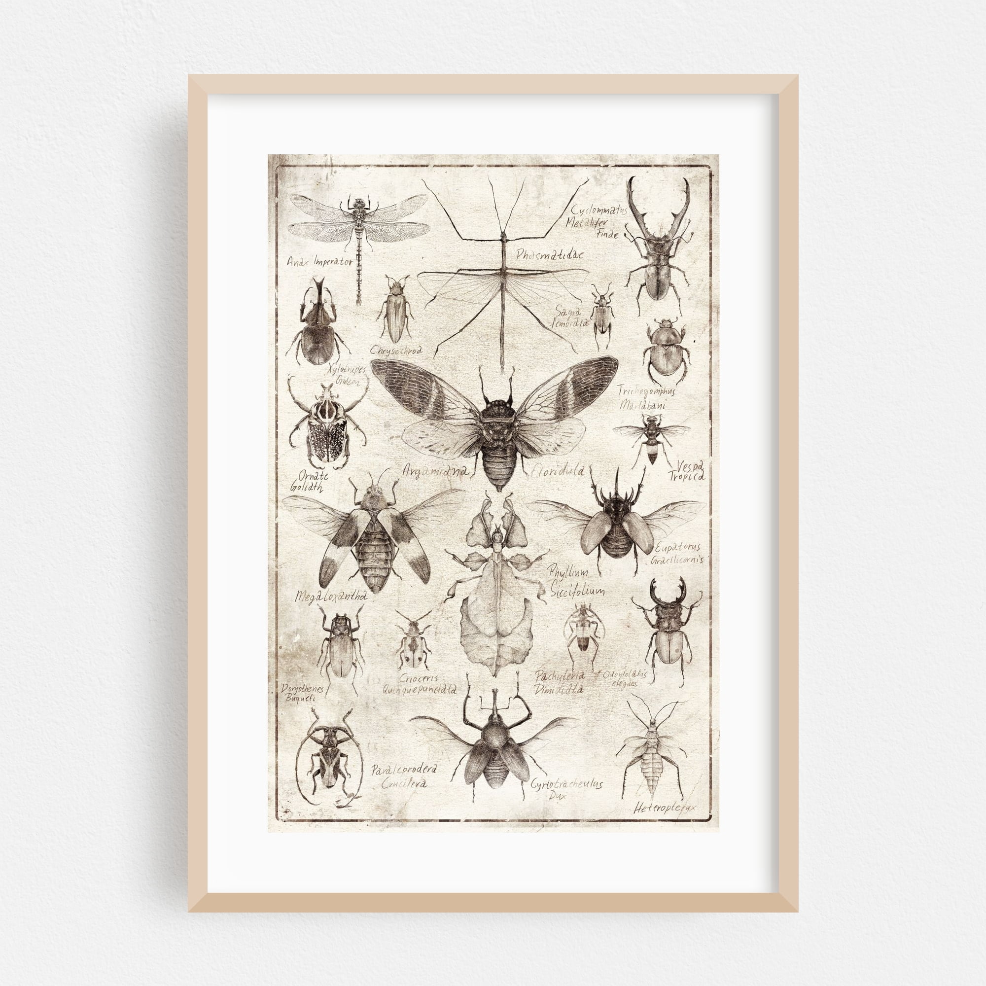 Insects - Drawing Vintage Botanical Nature Retro Oak Framed Wall Art ...