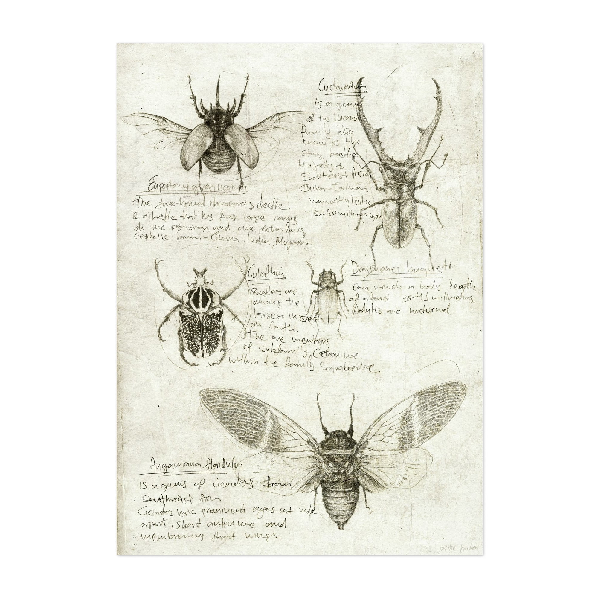 Insects - Drawing Vintage Nature Botanical Retro Unframed Wall Art ...