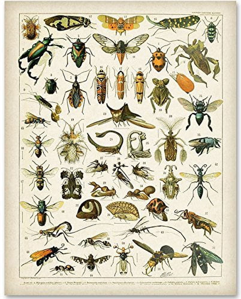 Insects Entomology Illustration by Adolphe Millot - 11x14 Unframed Art ...
