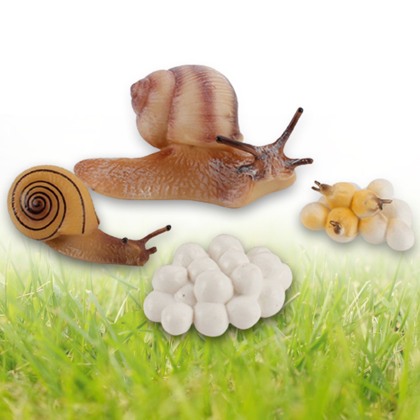 Insects Life Cycle Figurines - Early Cognitive Education Model Ornament ...