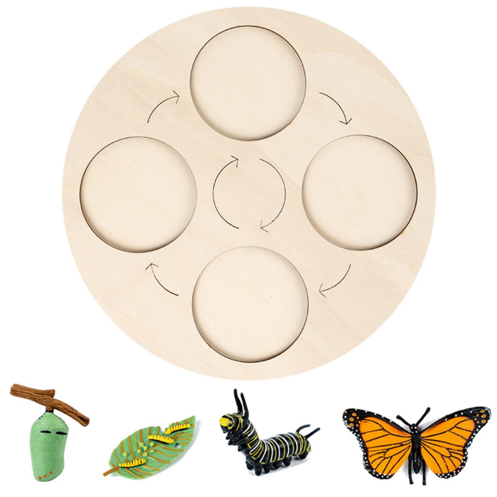 Insects Life Cycle Kit Stages of Insect with Wooden Tray Educational ...