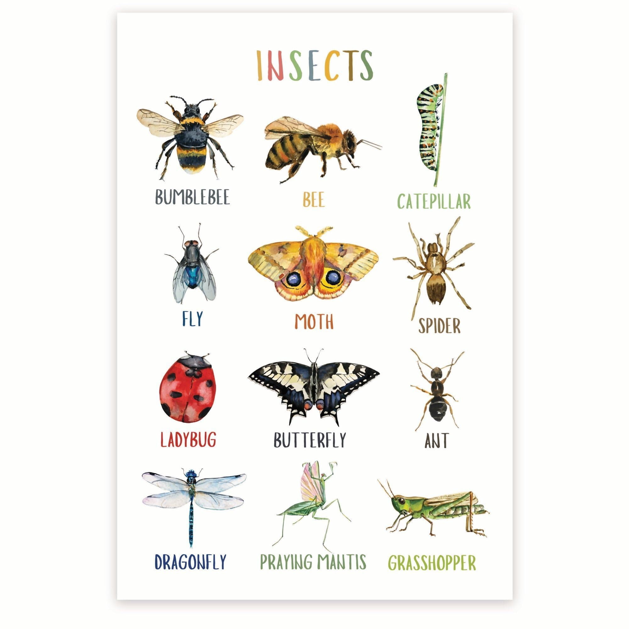 Insects Poster - Bugs Poster - Insect Species - Entomology Poster ...