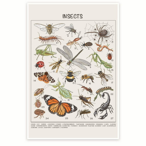 Insects Poster - Insects Educational Poster - Insect Identification ...