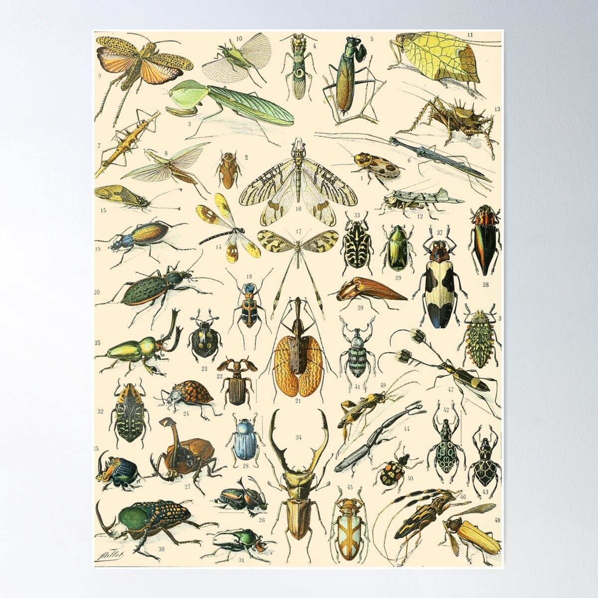 Insects Vintage Bug Chart Poster Wall Art, Modern Wall Decor For Living ...