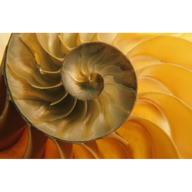 Inside Of Nautilus Shell Poster Print - Walmart.com