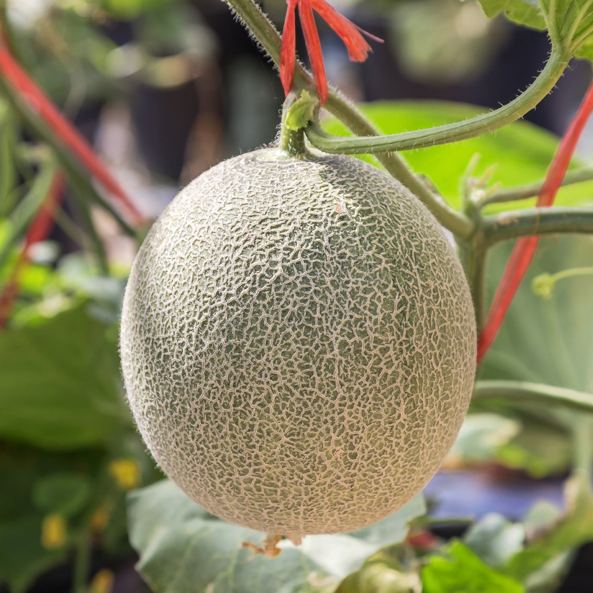 Inspire F1 Hybrid Melon Seeds - 1 Oz ~900 Seeds - Non-GMO, F1 Hybrid ...