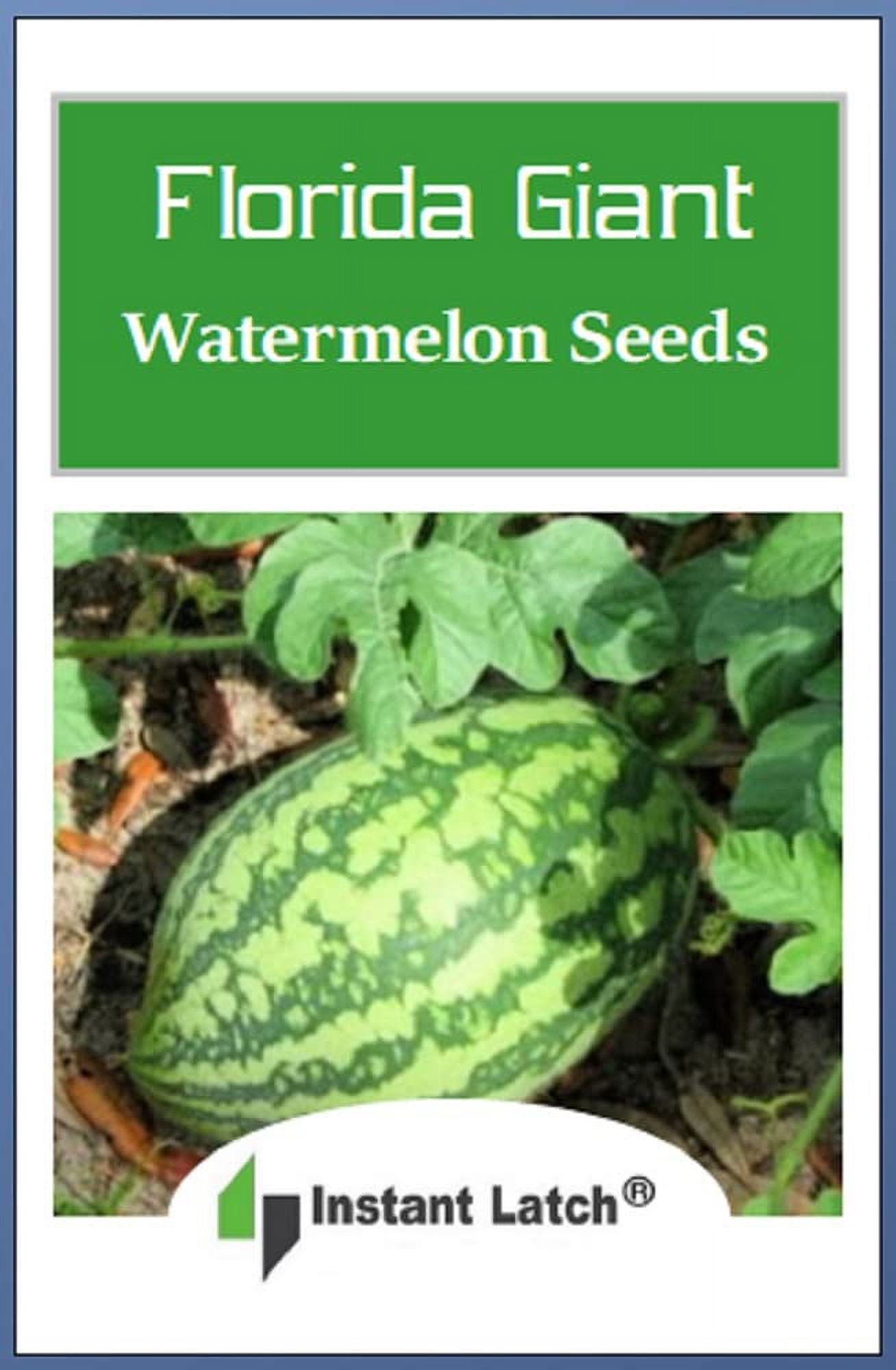 Instant Latch 25 Florida Giant Watermelon Seeds H2FSD| Non-GMO ...