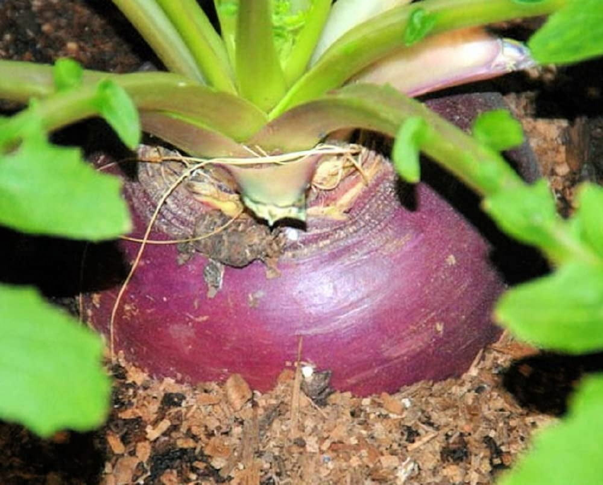 Instant Latch 250ITSC Rutabaga Seeds | Laurentian | Non-GMO | Heirloom ...