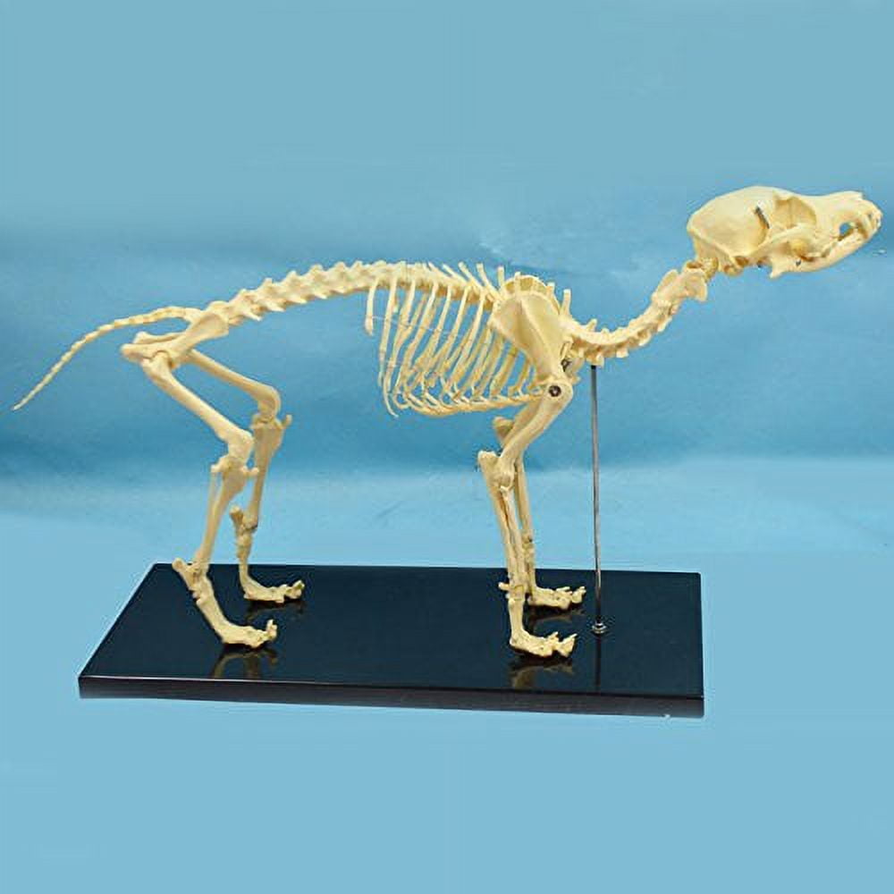 Intbuying Science Models & Kits with Canine Skeleton Model STANDARD ...
