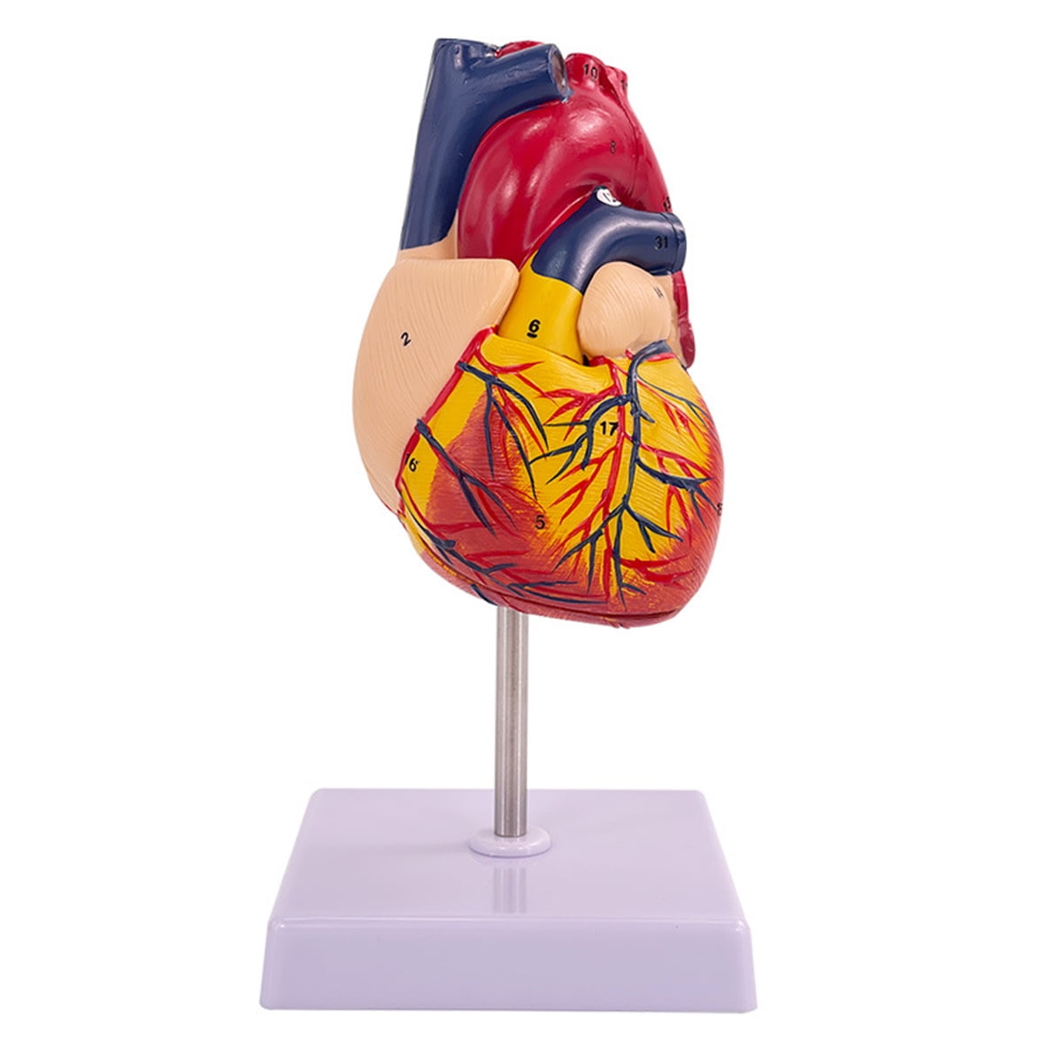Interactive Heart Anatomy Model, 1:1 Scale PVC Replica With 34 ...