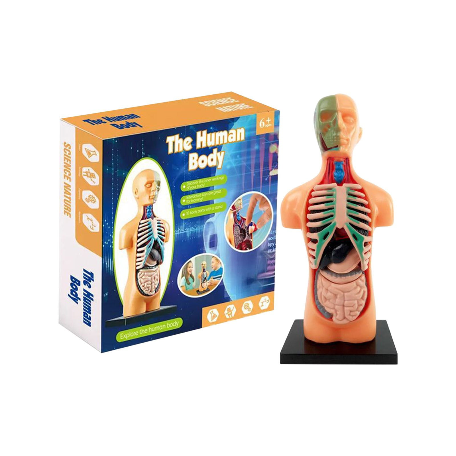 Interactive Human Body Model for Kids with Removable Organs and ...
