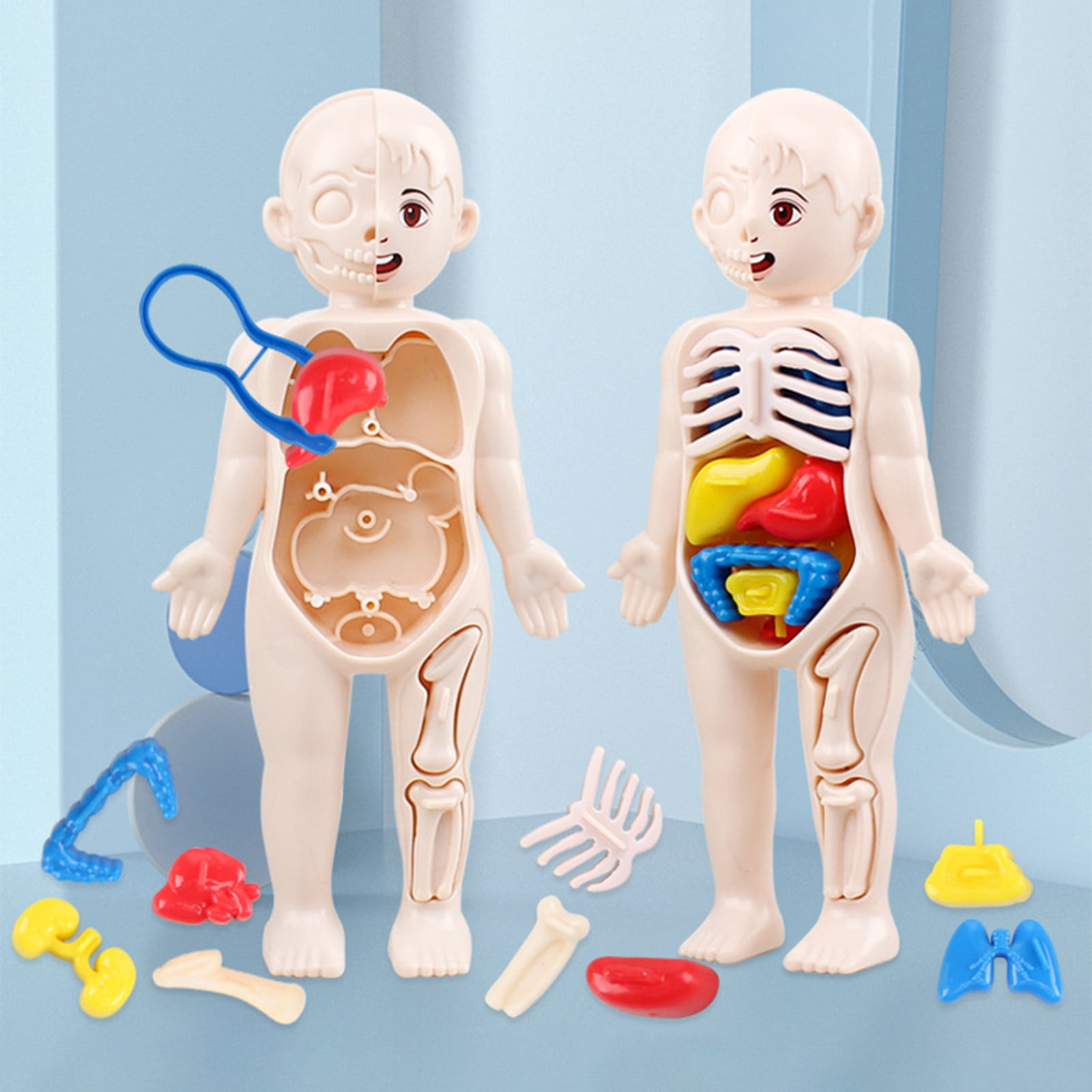 Interactive Human Body Model Kit - Educational DIY Toy - Walmart.com