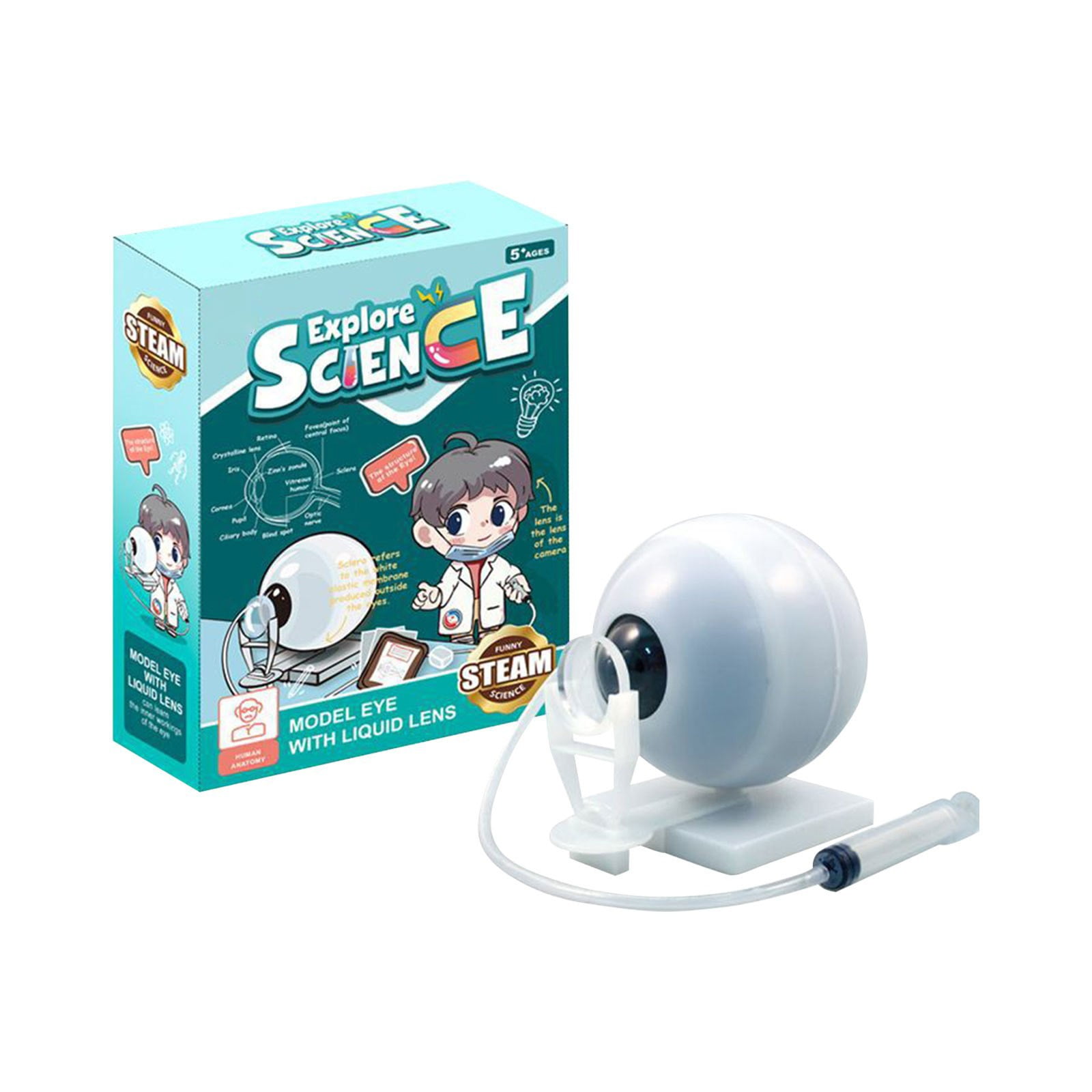 Interactive Human Eye Model with Water-Based Reflection System for ...