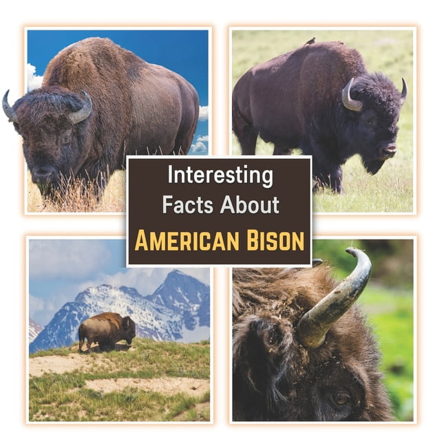 Interesting Facts about American Bison: Learn About the Bison with ...