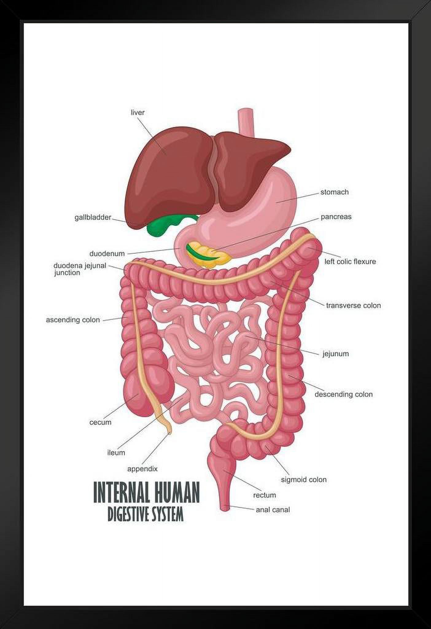 Internal Human Digestive System Illustration Human Anatomy Educational ...