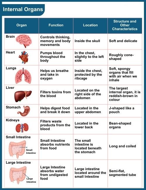 Internal Organs poster Suitable for medical education posters for ...
