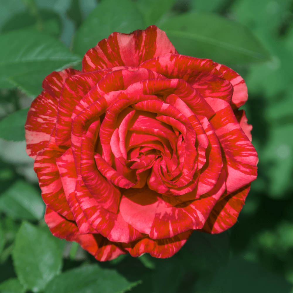 Intution Red Rose Plant Live for Planting Indoor Outdoor, Climbing Rose ...