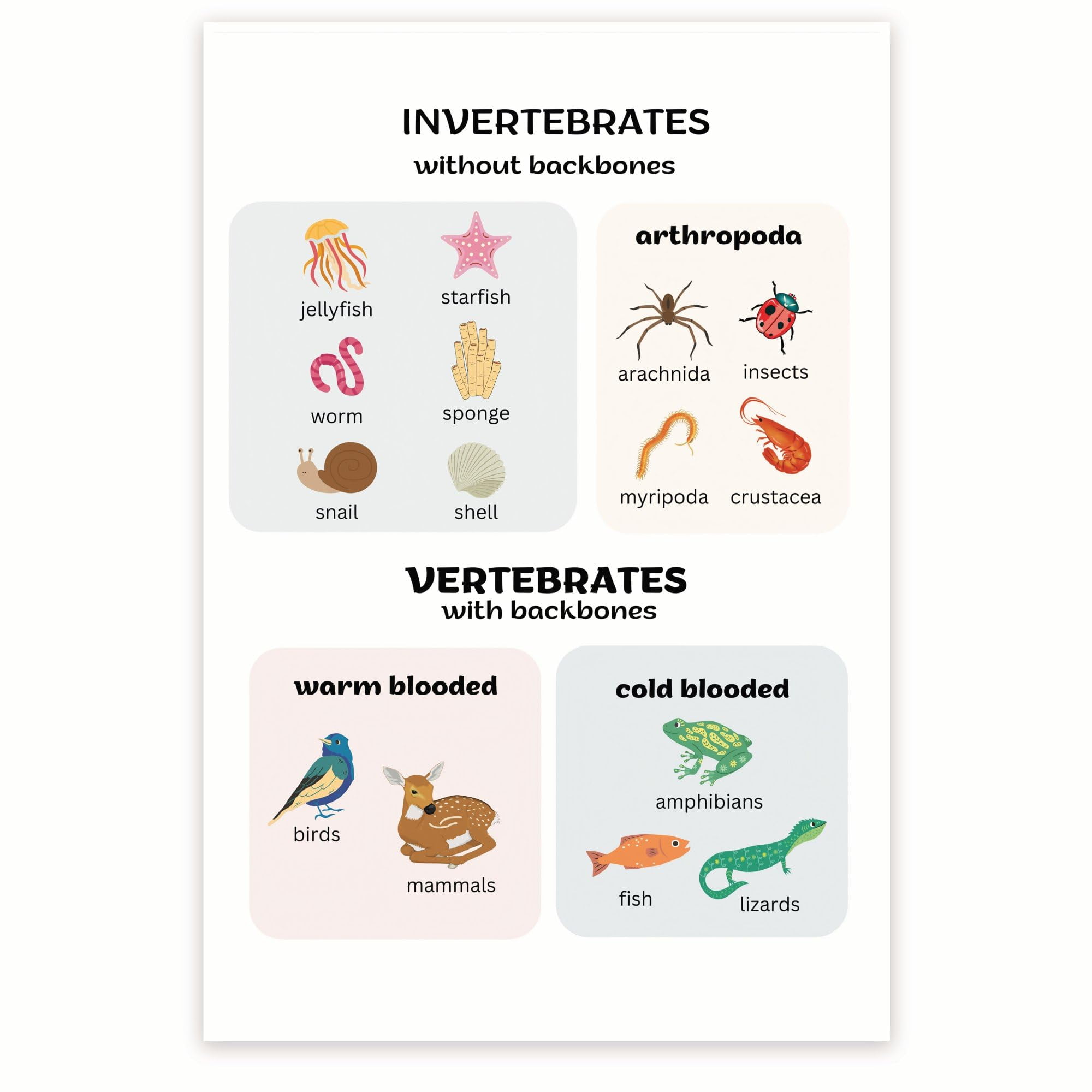 Invertebrates and Vertebrates Poster - Animal Science Poster - Zoology ...