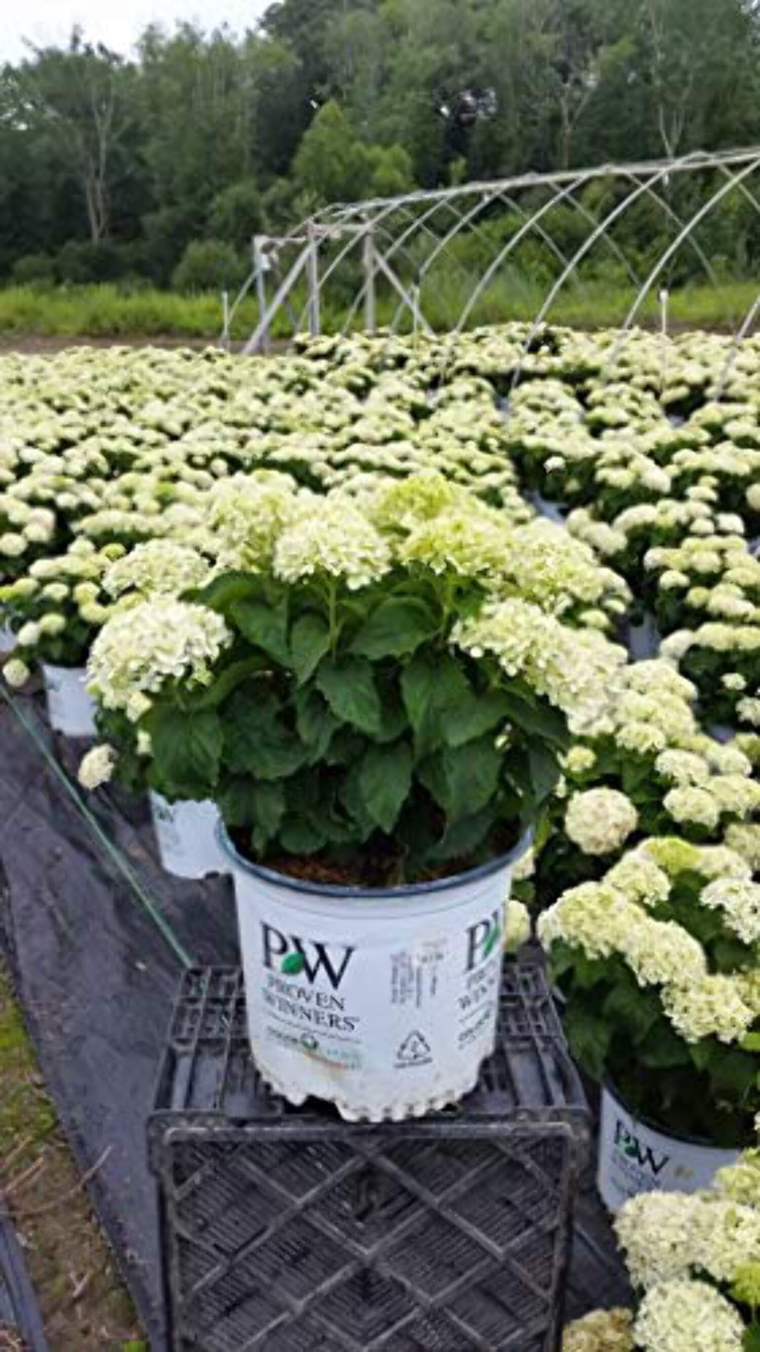 Proven Winners® Invincibelle Limetta® Smooth Hydrangea, Real Lime Green ...