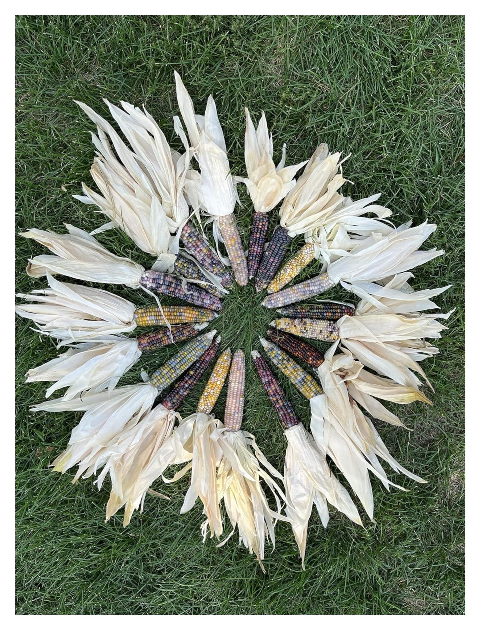 Iowa Mini Indian Corn 6 Ears w/Husk Colorful Fall Decorative Crafts ...