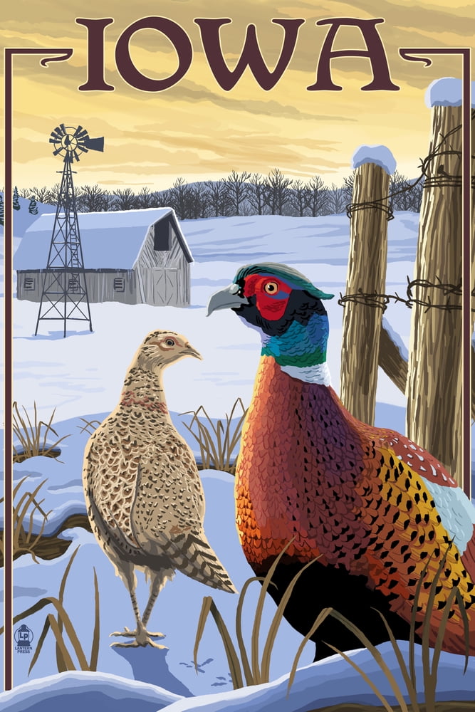 Iowa, Pheasants (24x36 Giclee Gallery Art Print, Vivid Textured Wall Decor) - Walmart.com