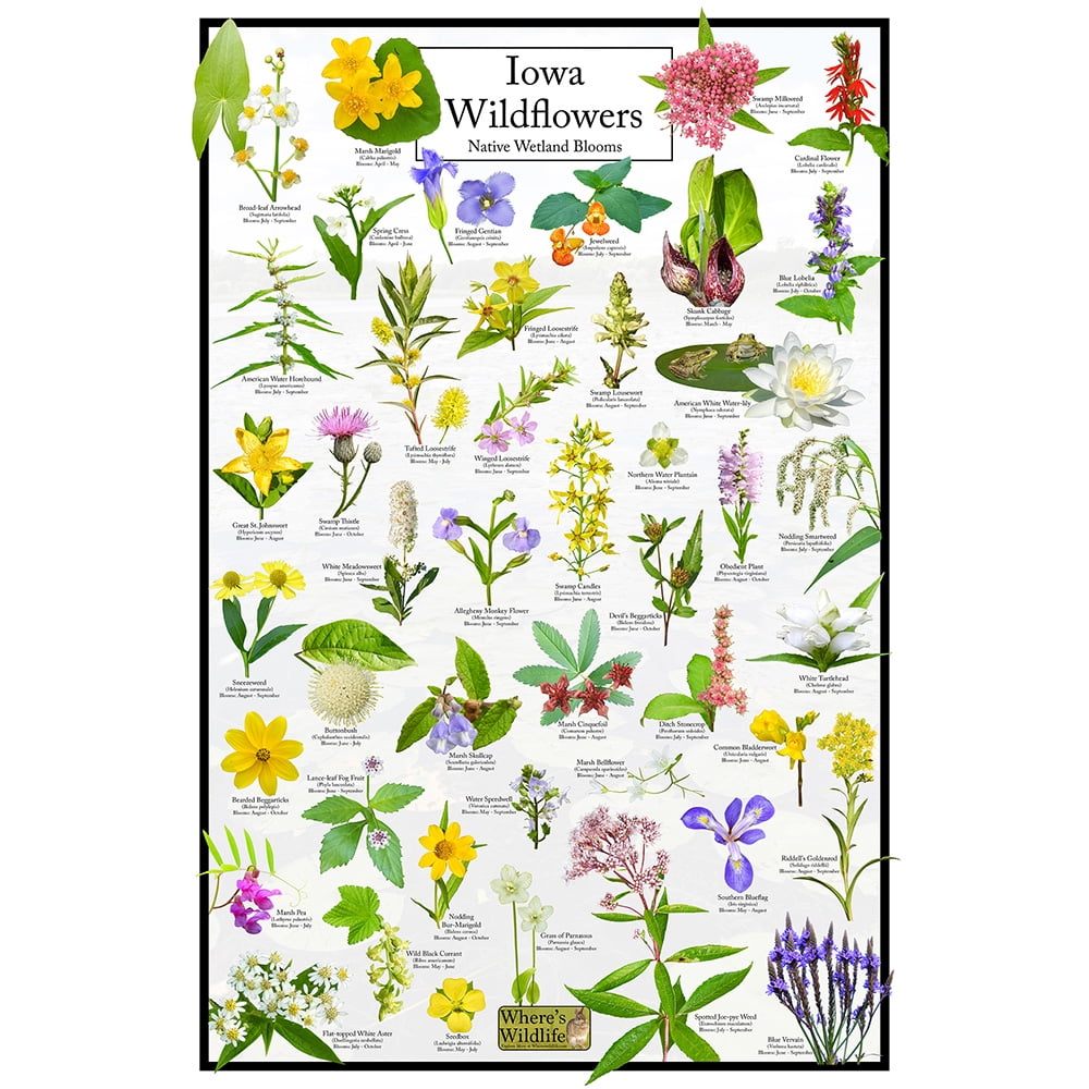 Iowa Wildflowers Poster - Native Wetland Blooms - Educational Science ...