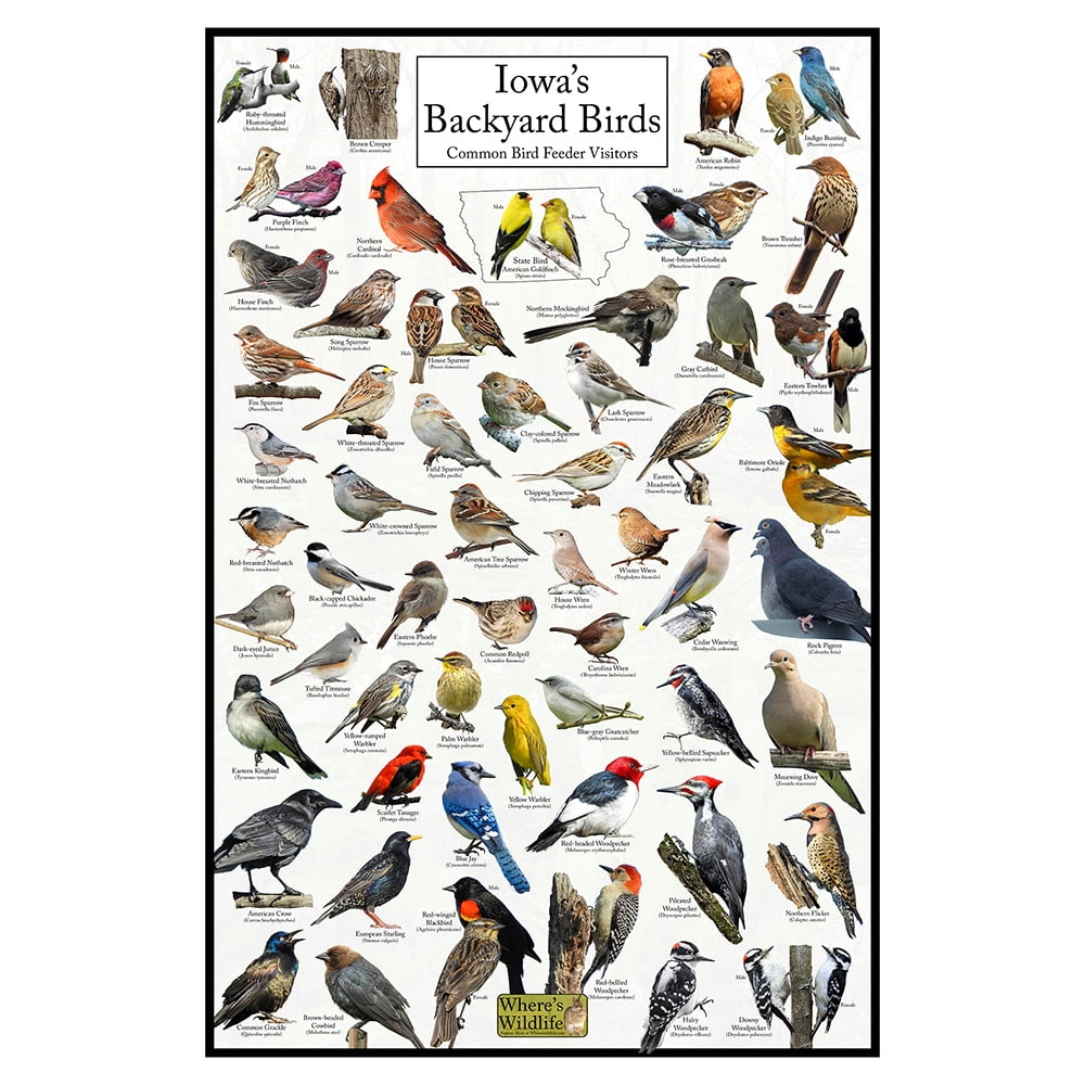 Iowa's Backyard Birds Poster - Iowa Bird Chart Highlighting Birds At ...