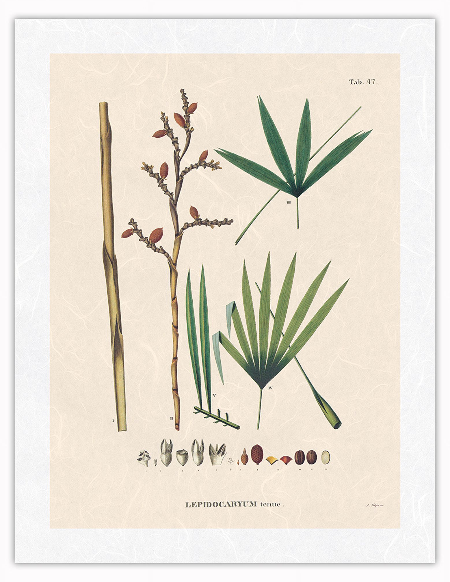 Irapay Palm Tree (Lepidocaryum Tenue) - Vintage Botanical Illustration ...