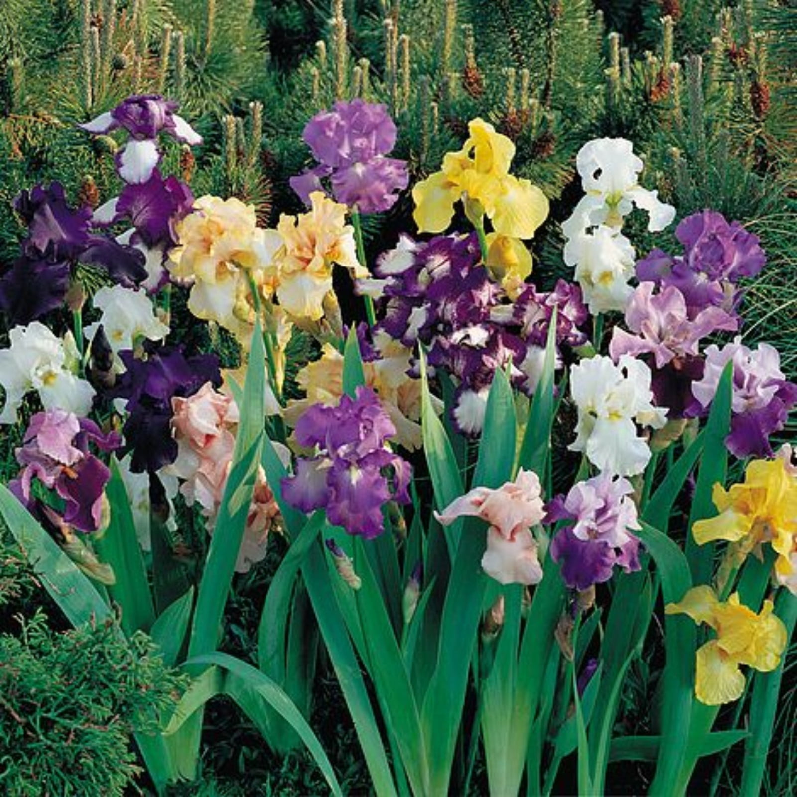 Iris - A Unique and Beautiful Appearance -Perfect Iris-Bearded Iris For ...