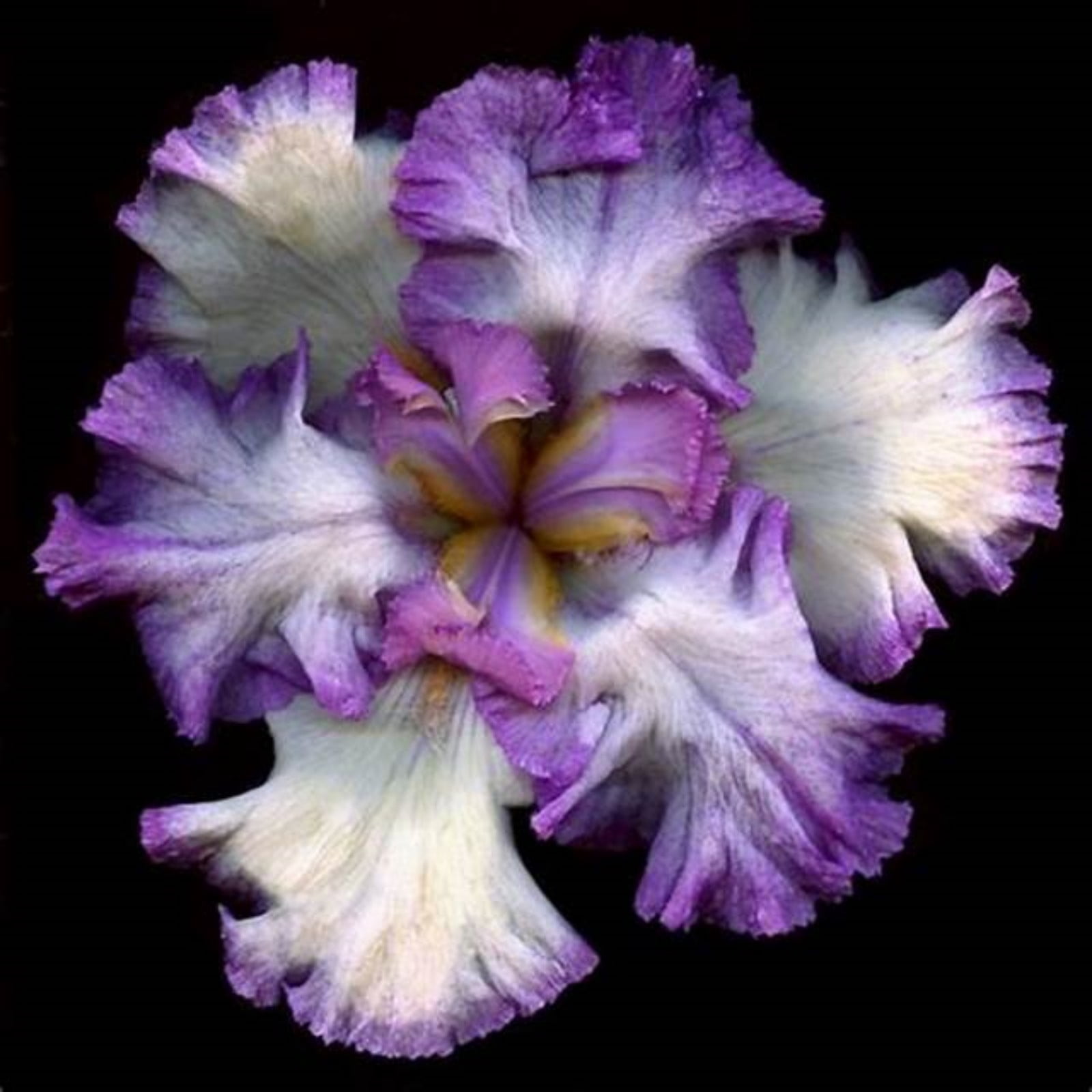 Iris - A Unique and Beautiful Appearance -Perfect Iris-Bearded Iris For ...