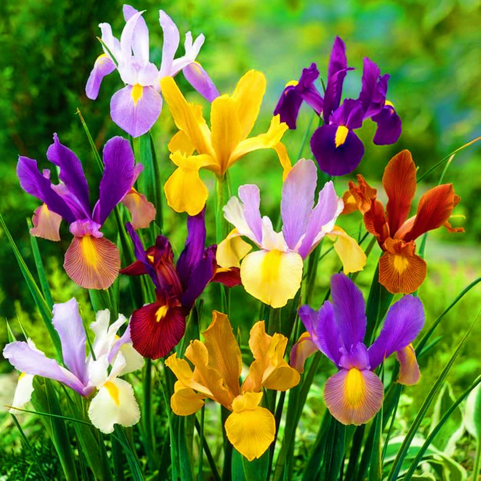 Iris - A Unique and Beautiful Appearance -Perfect Iris-Bearded Iris For ...