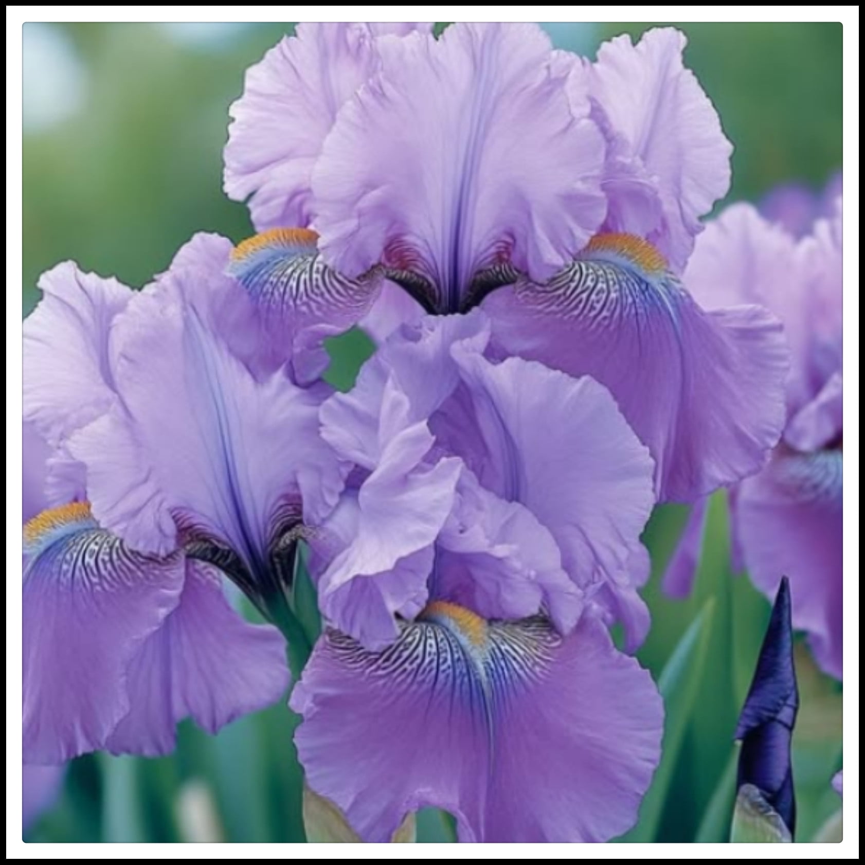 Iris-Beautiful-Beard shape-Elegant posture-Gardening Bulk Ornament ...