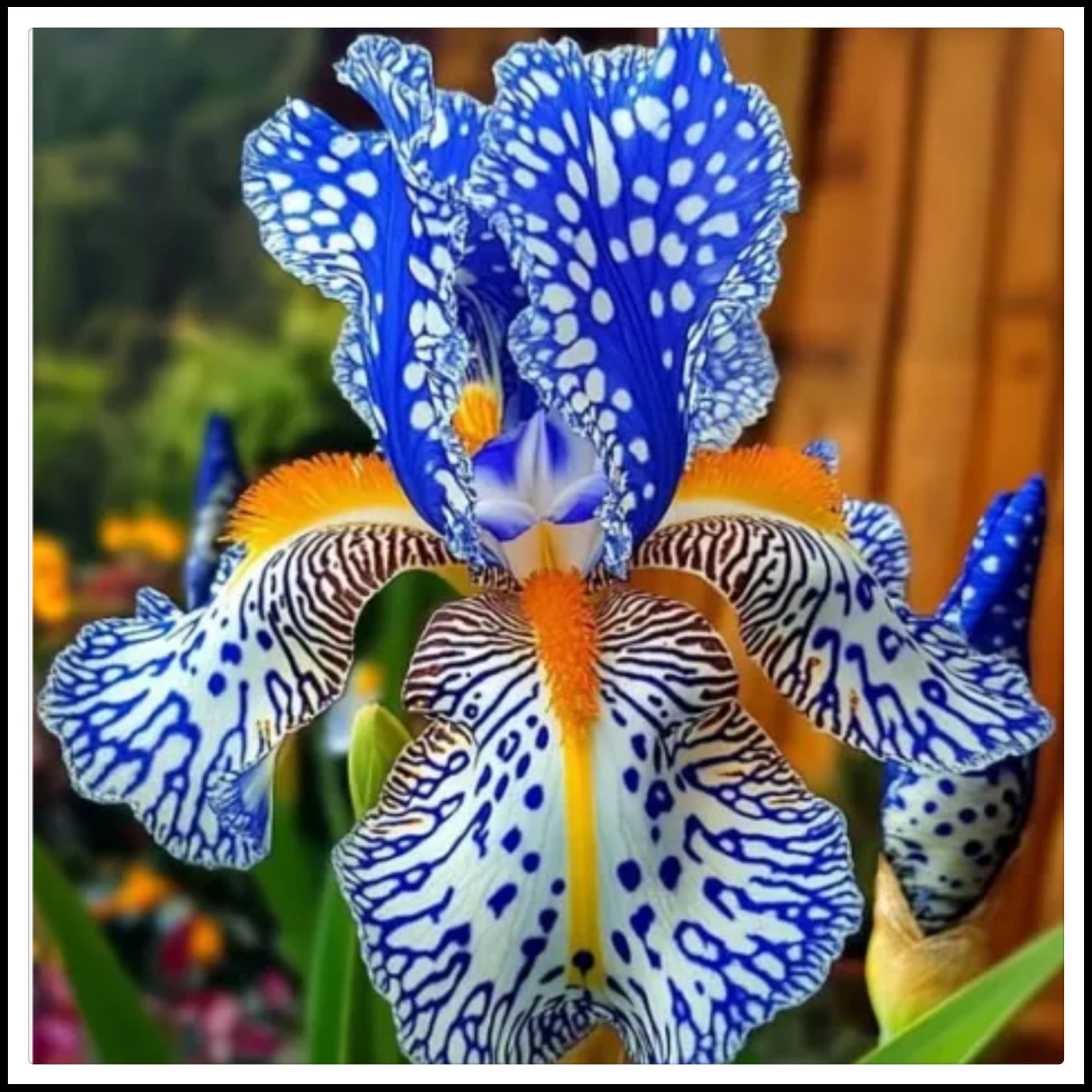 Iris-Beautiful-Beard shape-Elegant posture-Gardening Bulk Ornament ...