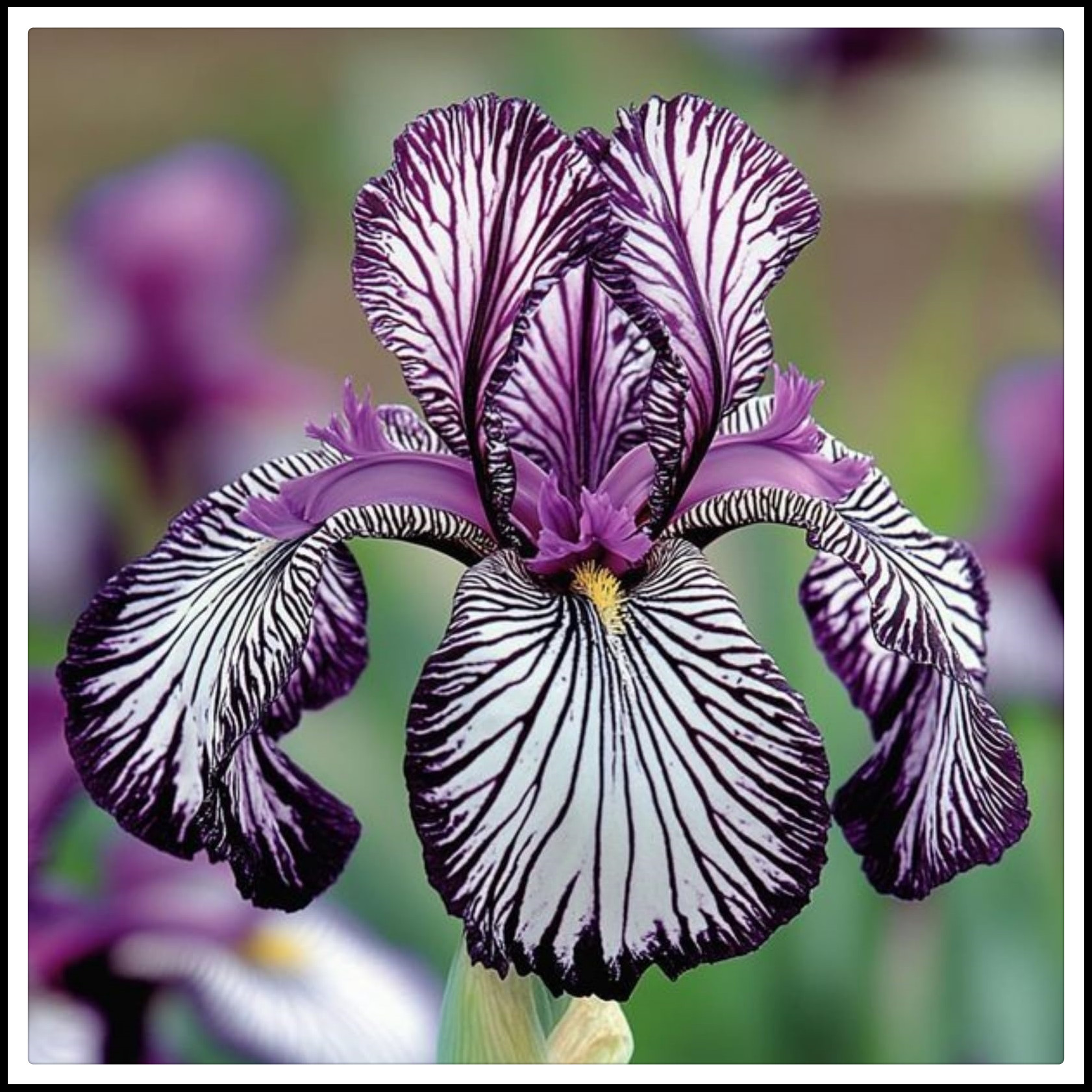 Iris-Beautiful-Beard shape-Elegant posture-Gardening Bulk Ornament ...