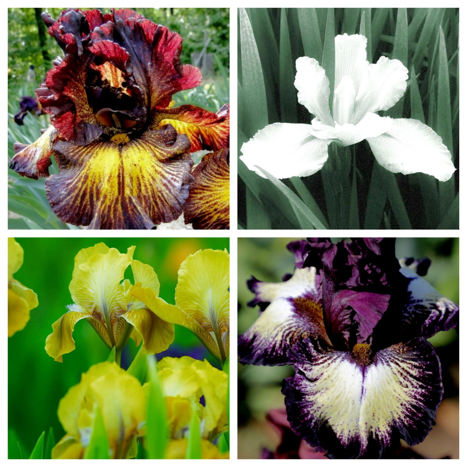 Iris-Bloom Year After Year - Walmart.com