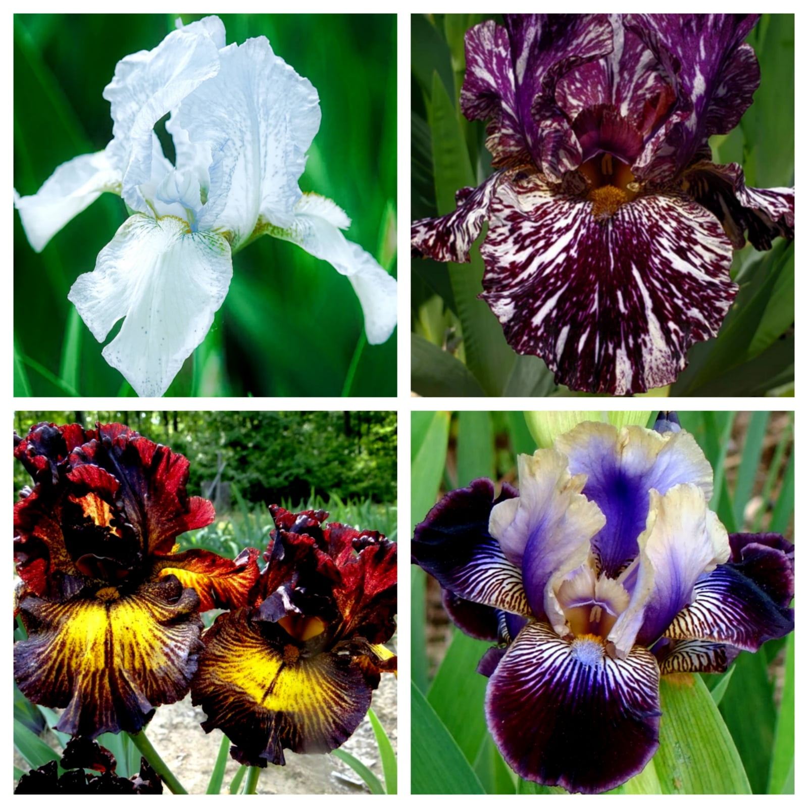 Iris-Bloom Year After Year - Walmart.com
