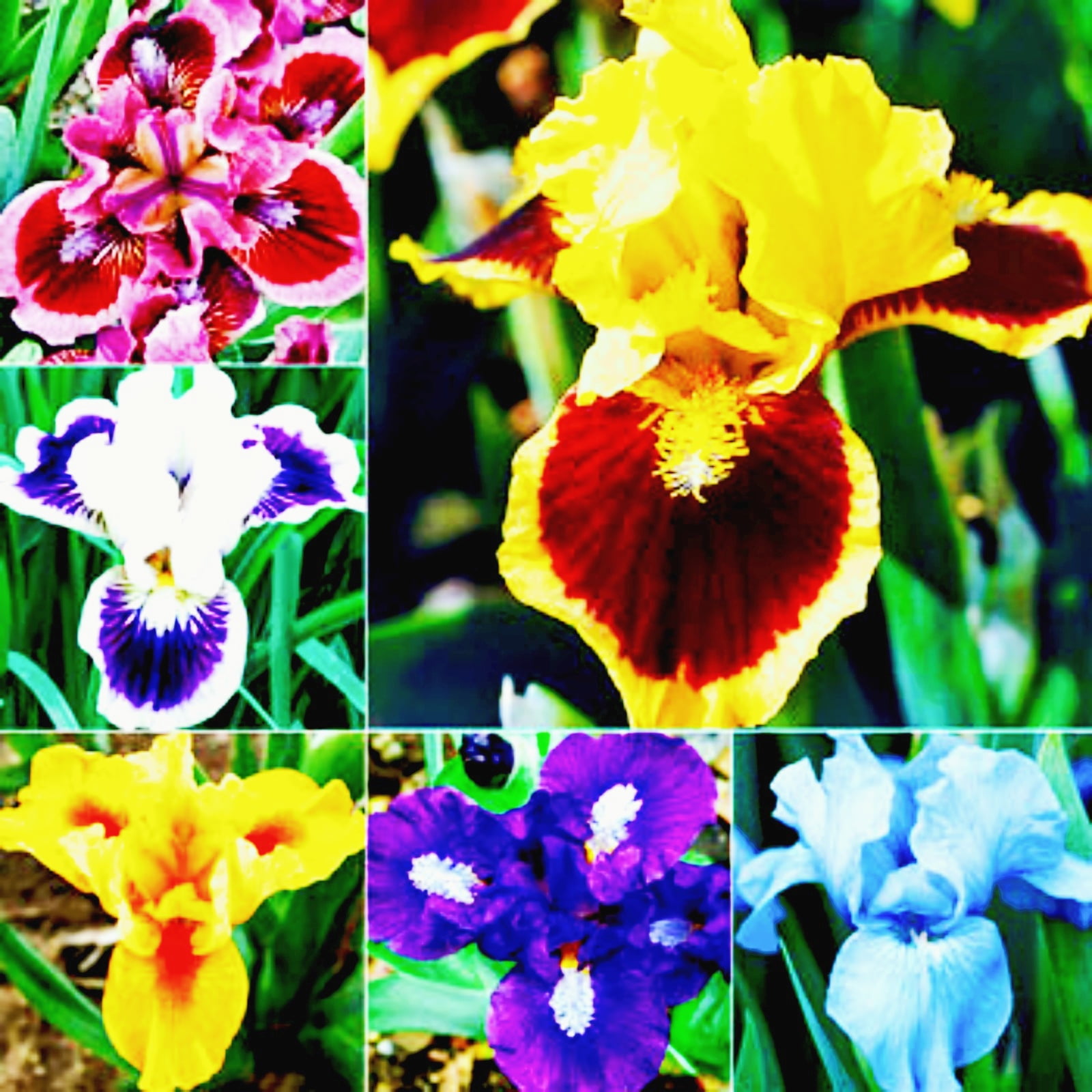 Iris-Bloom Year After Year - Walmart.com