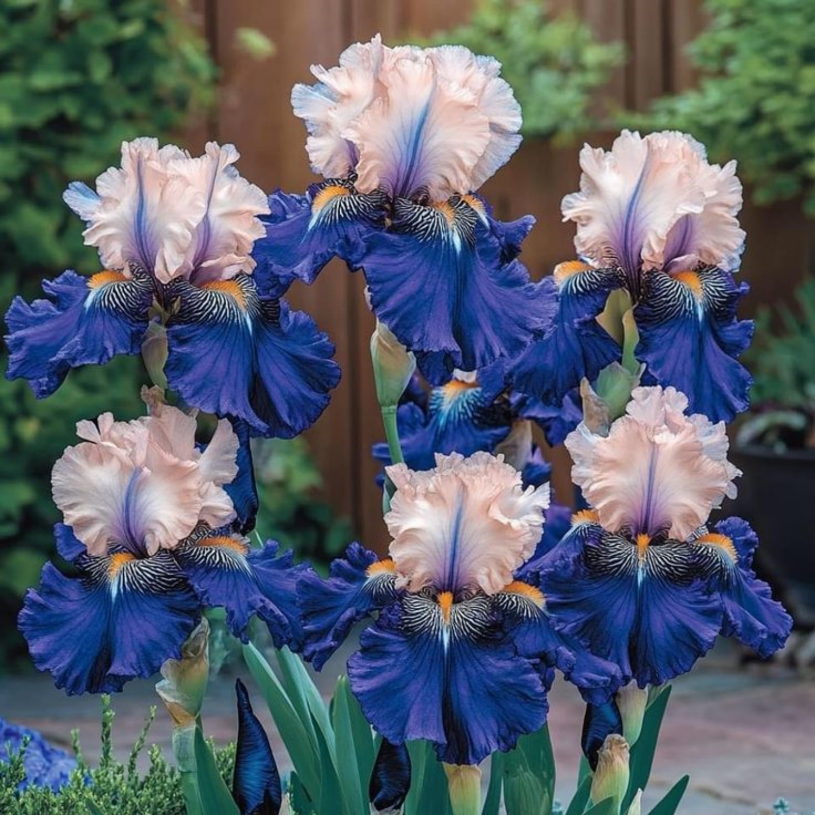 Iris Bulbs, Amazing Growth Rate, Unique Flowers, Perennial Plants ...