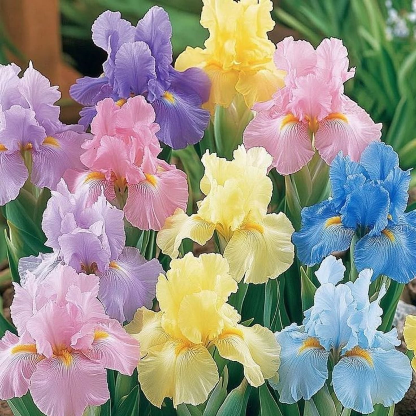 Iris Bulbs, Amazing Growth Rate, Unique Flowers, Perennial Plants ...
