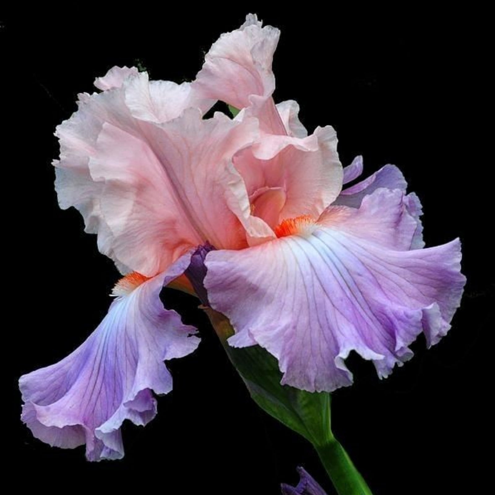 Iris Bulbs, Amazing Growth Rate, Unique Flowers, Perennial Plants ...