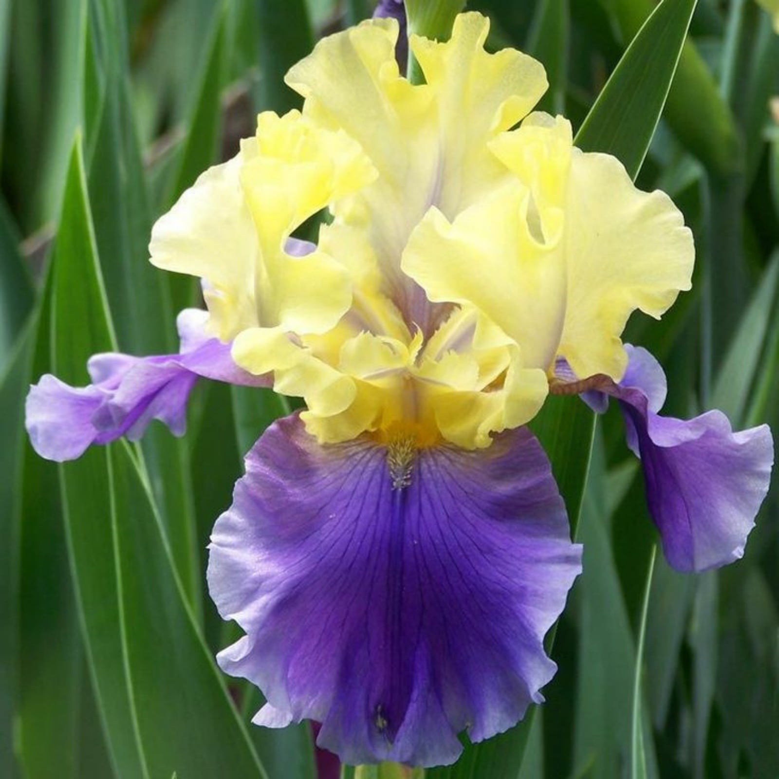 Iris Bulbs, Amazing Growth Rate, Unique Flowers, Perennial Plants ...