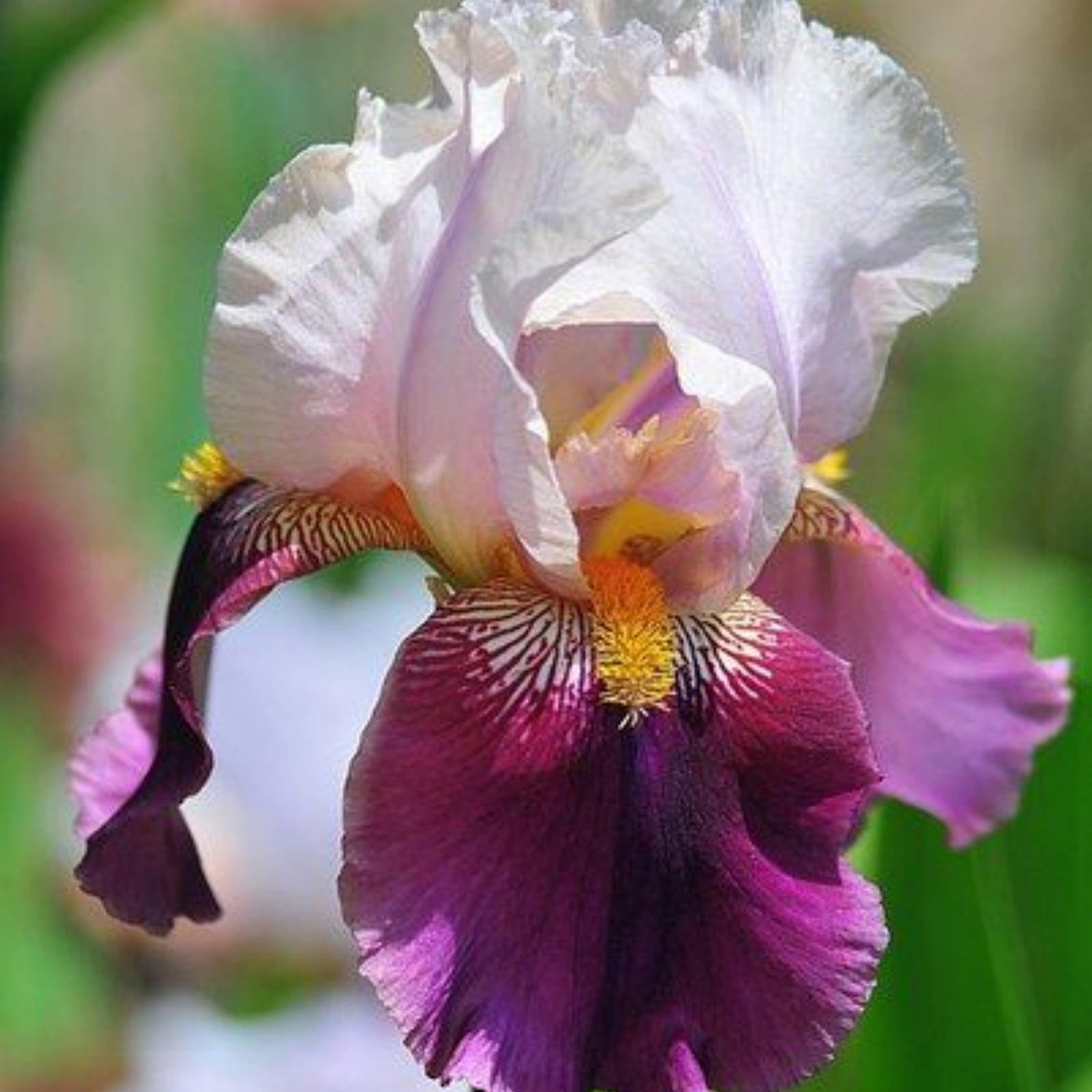 Iris Bulbs, Amazing Growth Rate, Unique Flowers, Perennial Plants ...