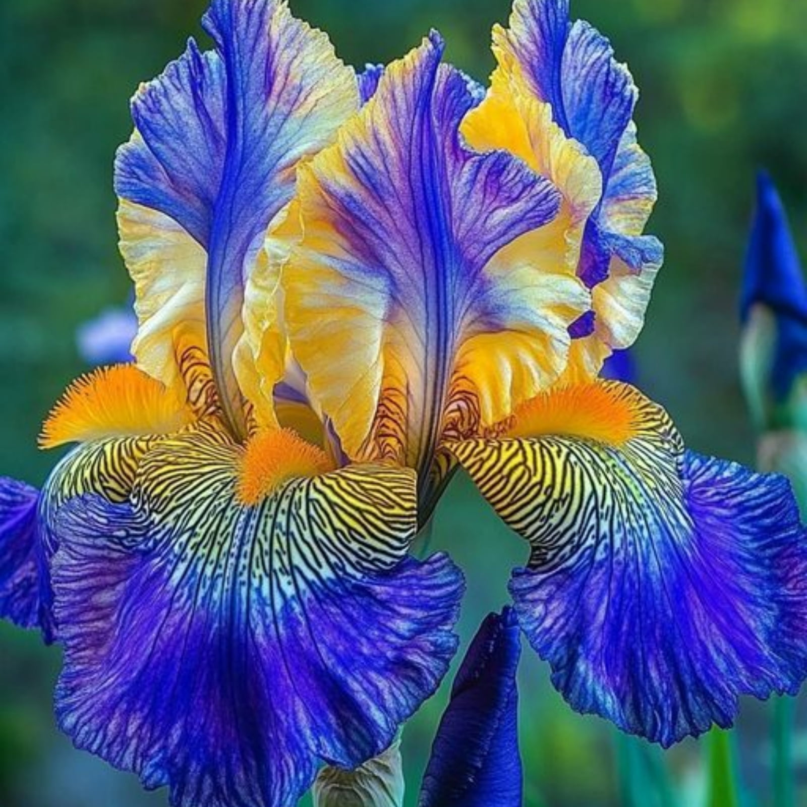 Iris Bulbs, Beautiful Garden Decoration, Surprise Gift, (Unique Flowers ...