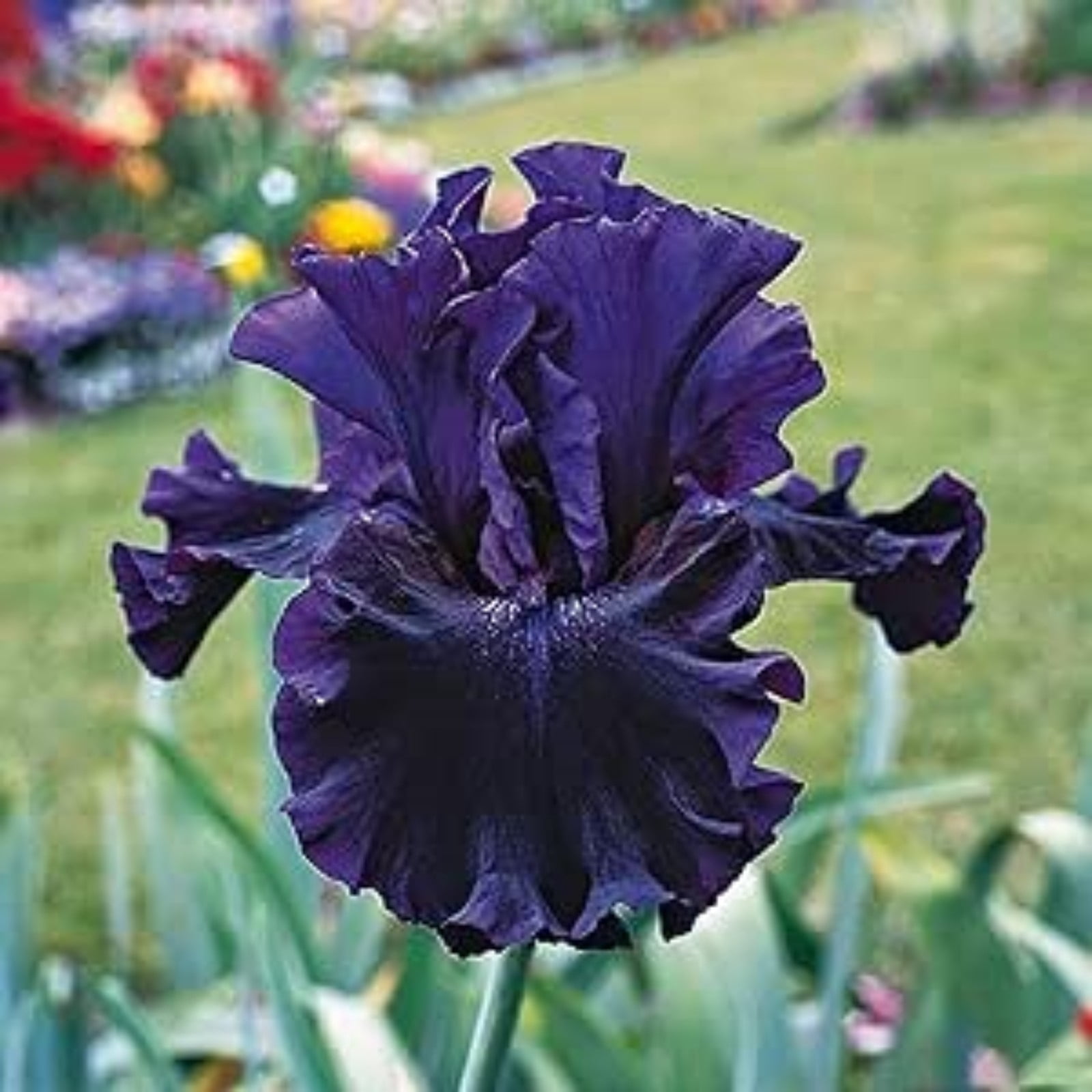Iris Bulbs,Beautify Environment,Sword Lily Bulbs For Sale,Iris Plants ...
