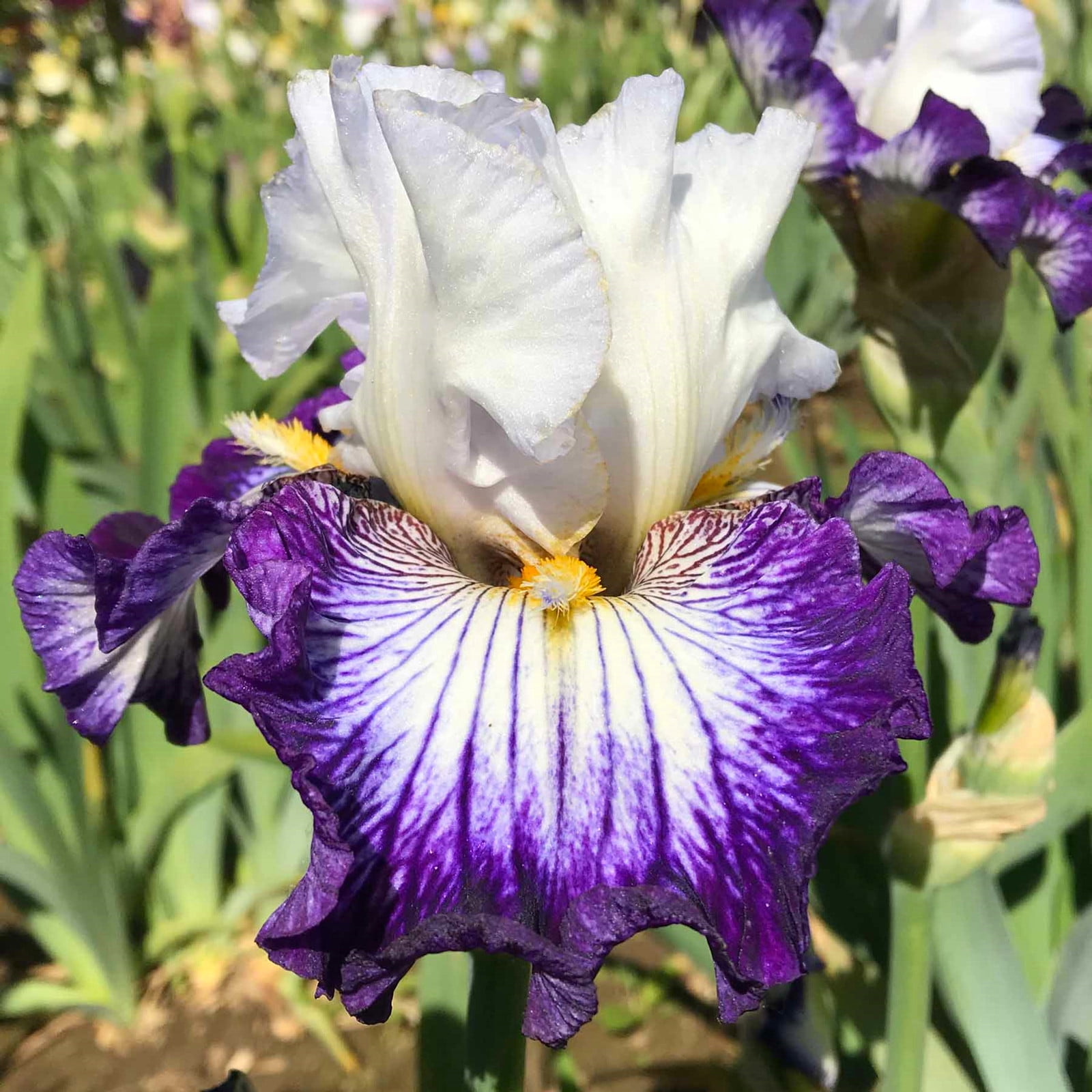Iris-Bulbs, Decoration - Borders, For Planting -Garden Elegance ...