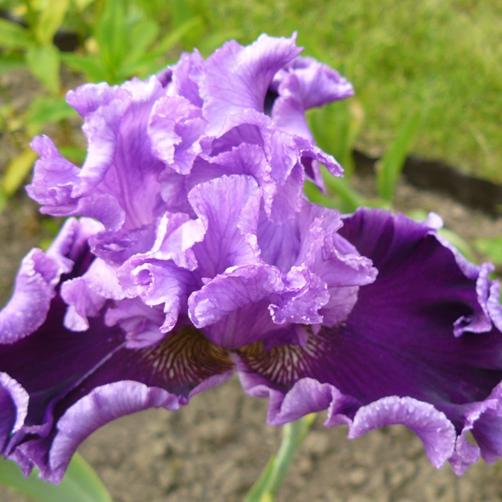 Iris-Bulbs, Decoration - Premium Stakes Perfect, for Borders, For ...