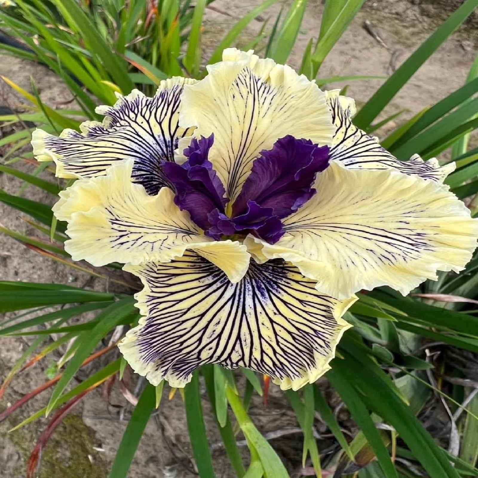 Iris-Bulbs For Planting - Garden Elegance Decoration - Premium Garden ...