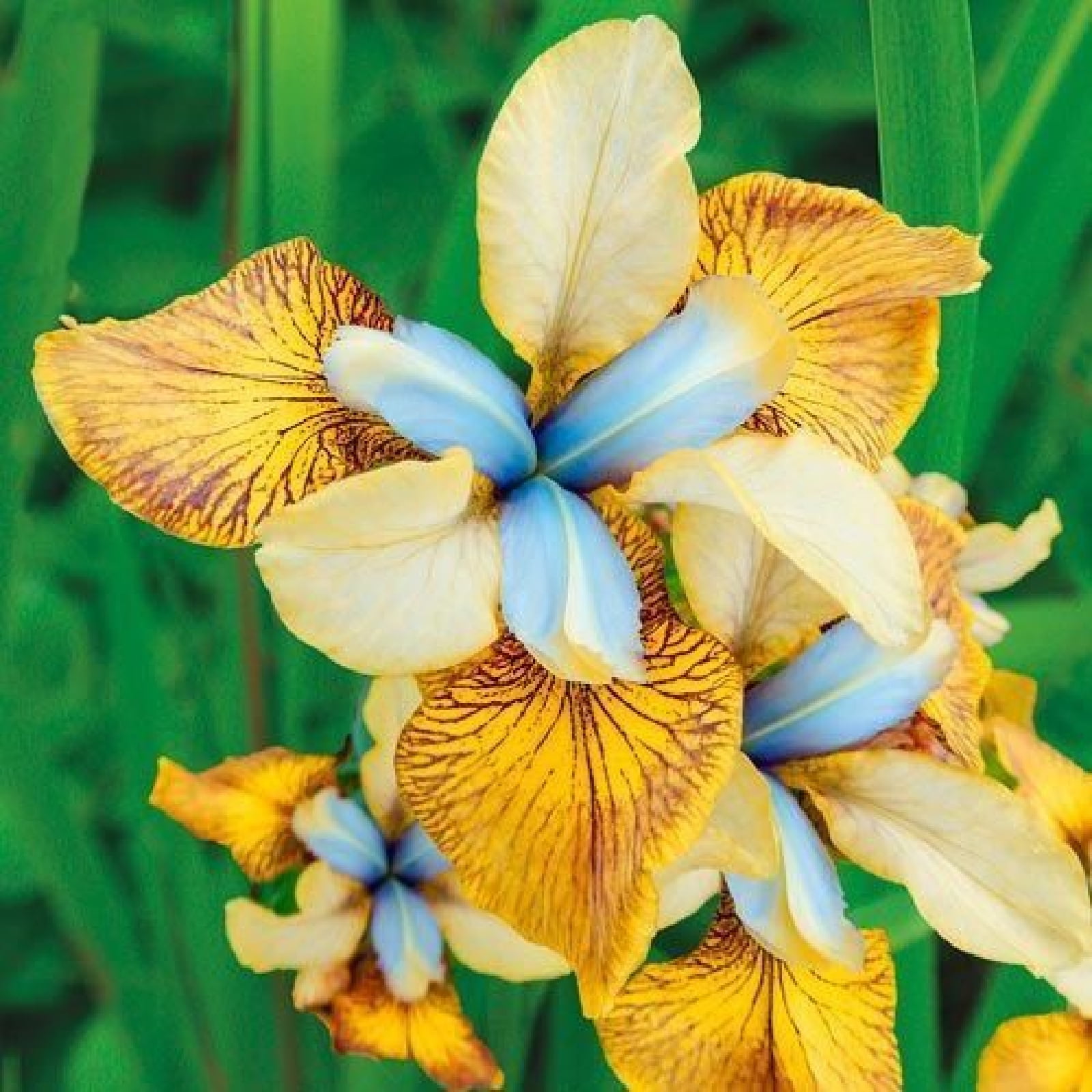 Iris-Bulbs For Planting - Garden Elegance Decoration - Premium Garden Stakes Perfect for Borders ...