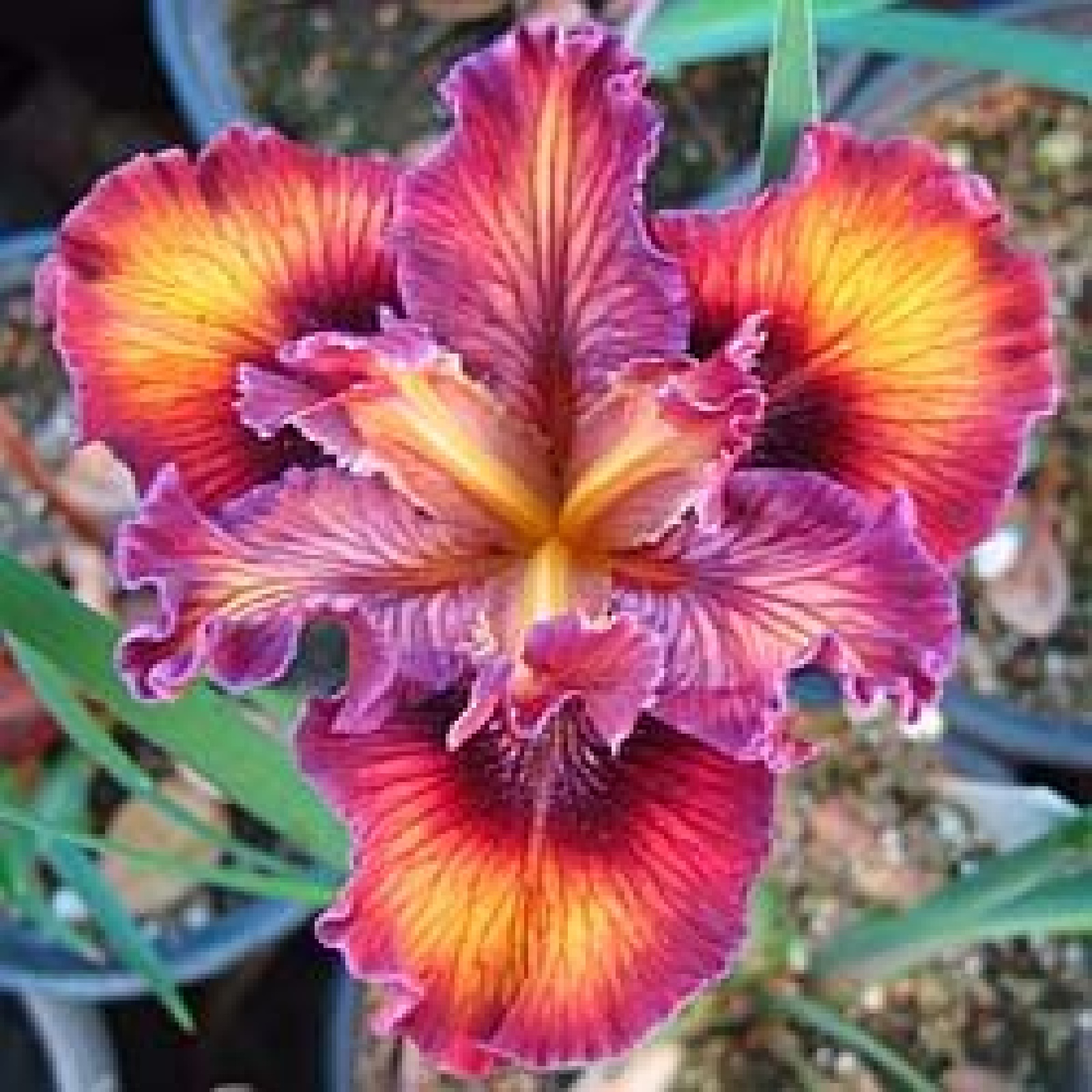 Iris-Bulbs For Planting - Garden Elegance Decoration - Premium Garden ...